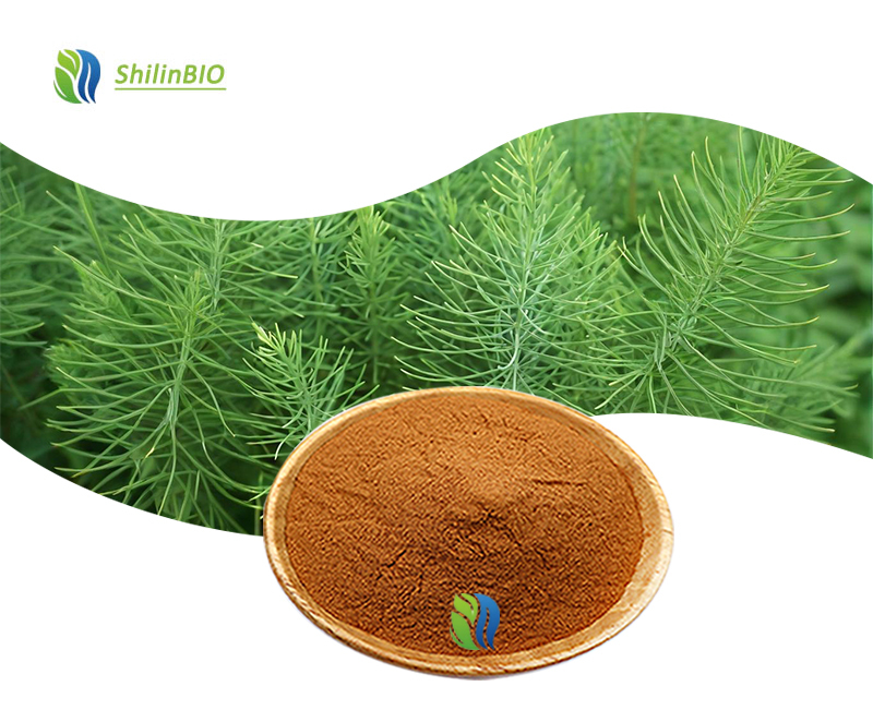 Factory Horsetail Extract Powder Silica Acid 7% Horsetail Herb Powder